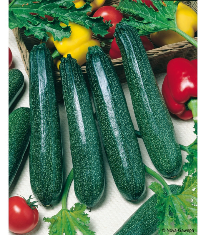sachet de graines a semer de courgette baccara F1 type diamant