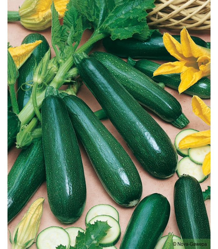 sachet de graines a semer de courgette black beauty