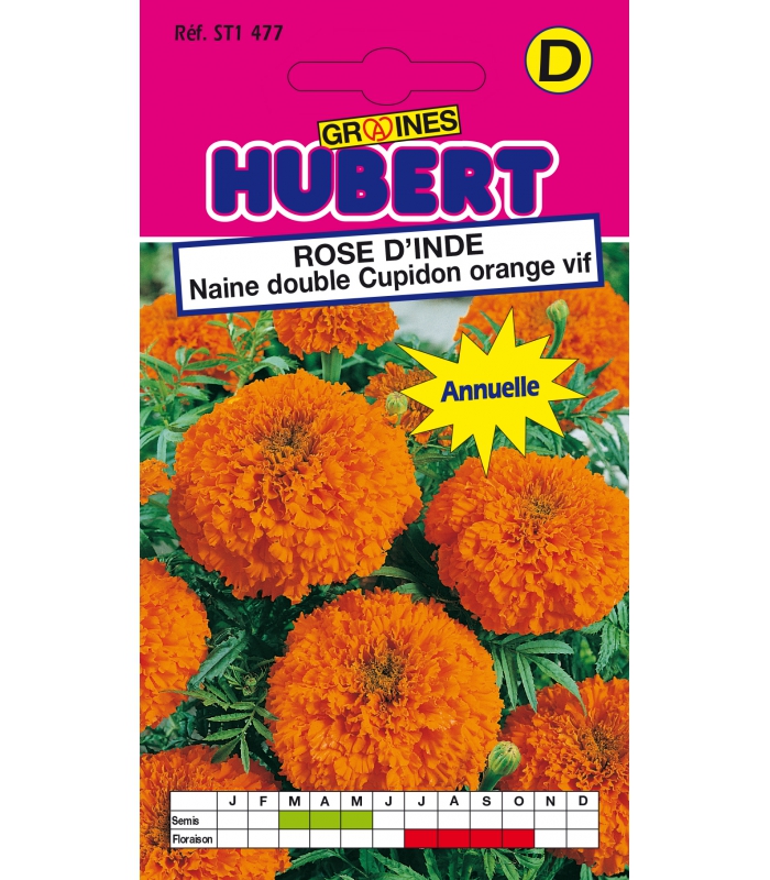 graines a semer de Rose d'Inde Naine double Cupidon orange VIF